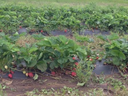 loaded strawberry bed compressed - Meadowlark Farm